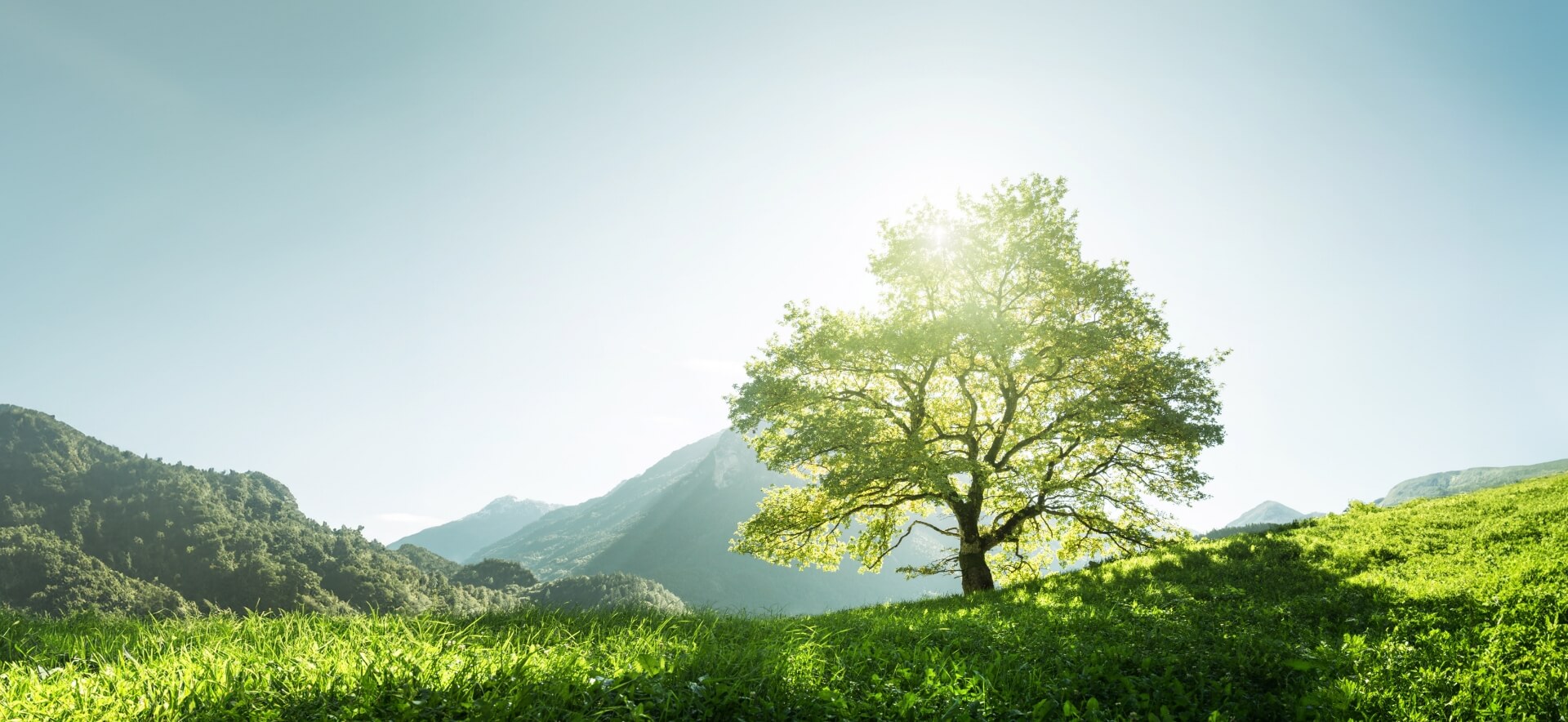 Honey Barry Sherman Legacy Foundation